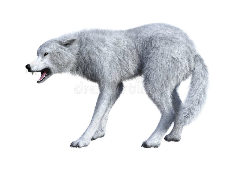 3D Rendering Arctic Wolf on White Stock Image - Image of white, nature ...