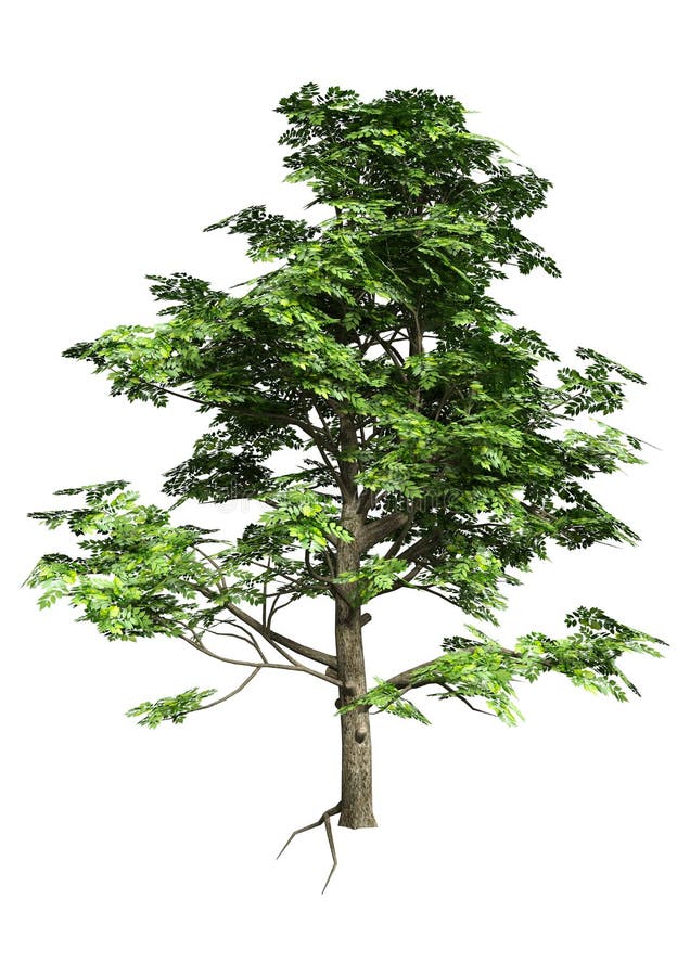 3D Rendering Ash Tree on White Stock Illustration - Illustration of ...