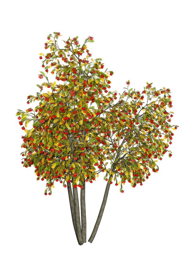 3D Rendering Rowan Trees on White Stock Illustration - Illustration of ...