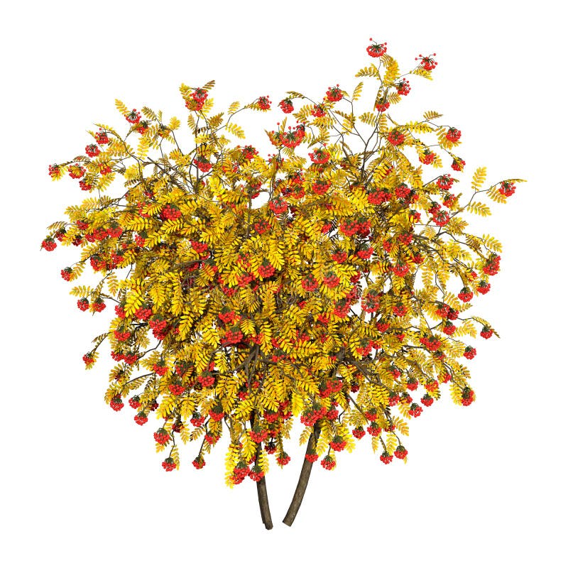 3D Rendering Rowan Trees on White Stock Illustration - Illustration of ...
