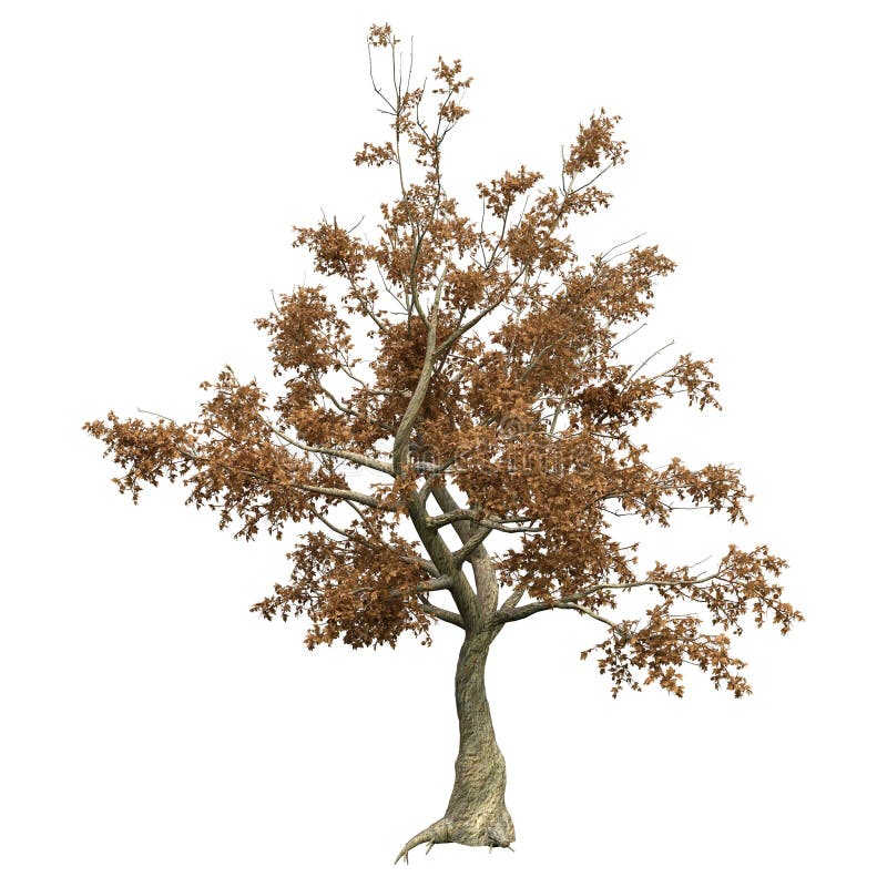 3D Rendering Sycamore Tree on White Stock Illustration - Illustration ...