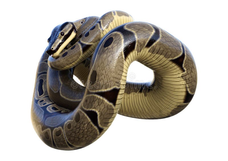 3d Rendering Ball Python White Stock Photos - Free & Royalty-Free Stock ...