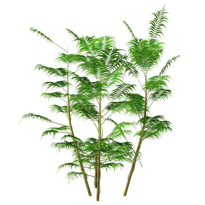 3D Rendering Bamboo Palm Trees on White Stock Illustration ...