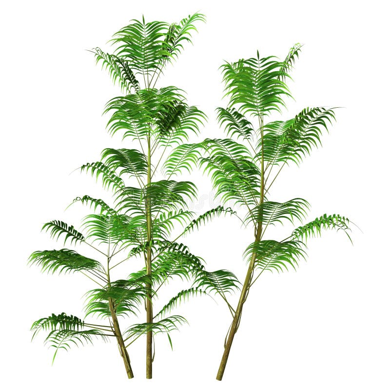 3D Rendering Bamboo Palm Trees on White Stock Illustration ...