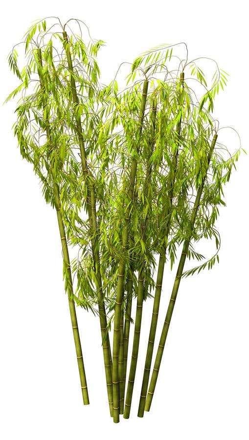 3d Rendering Bamboo Trees White Stock Photos - Free & Royalty-Free ...