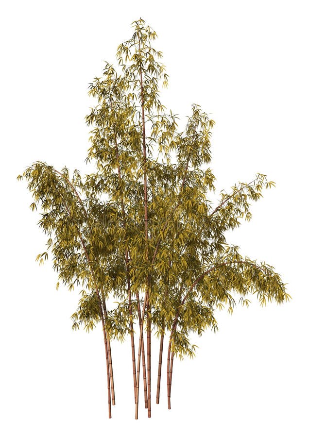 3D Rendering Bamboo Trees on White Stock Illustration - Illustration of ...
