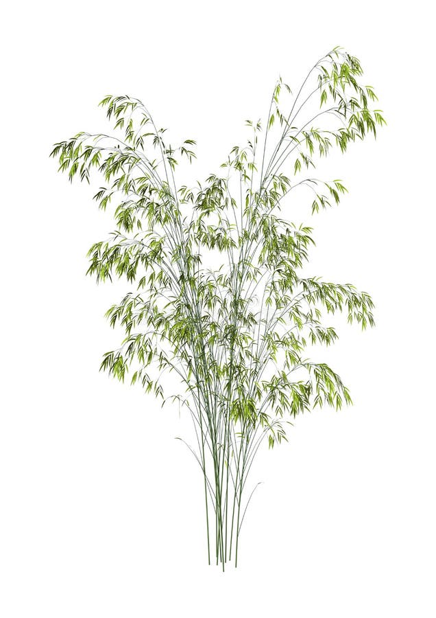 3D Rendering Bamboo Trees on White Stock Illustration - Illustration of ...