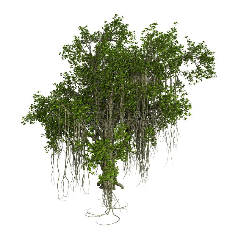 3D Rendering Banyan Tree On White Stock Illustration - Illustration of ...