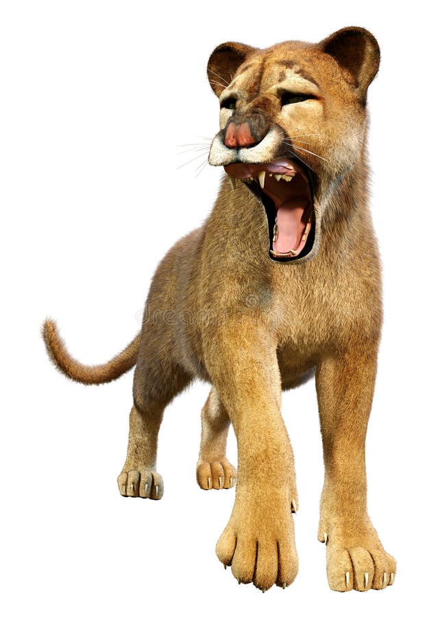 3D Rendering Big Cat Puma on White Stock Illustration - Illustration of ...
