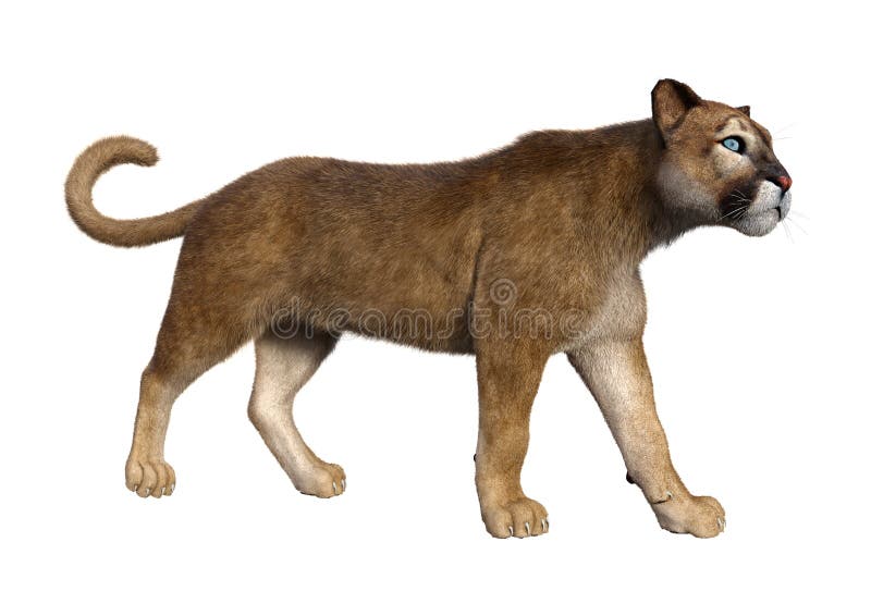 3D Rendering Big Cat Puma on White Stock Illustration - Illustration of ...