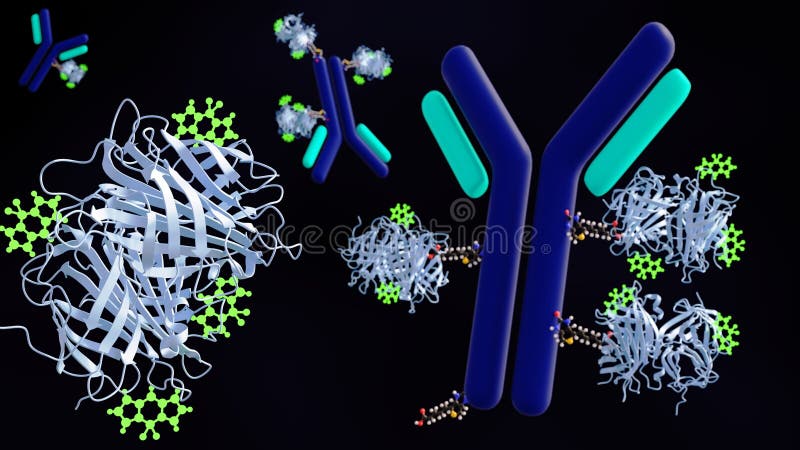 3D Rendering of a Biotinylated Antibody Linked To BODIPY Molecules or ...