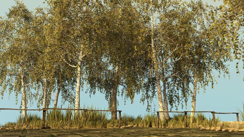 Birch grove with birds stock vector. Illustration of decorative - 78946991