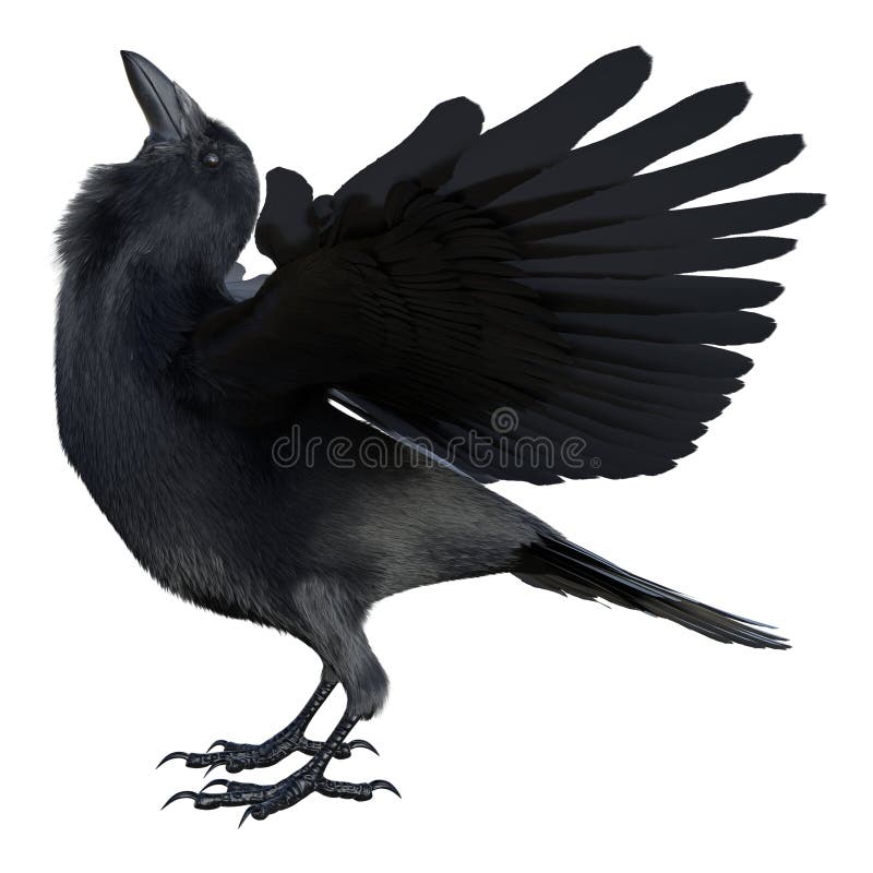 3D Rendering Black Crow on White Stock Illustration - Illustration of ...