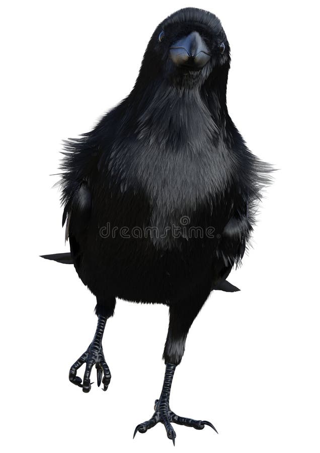 3D Rendering Black Crow on White Stock Illustration - Illustration of ...
