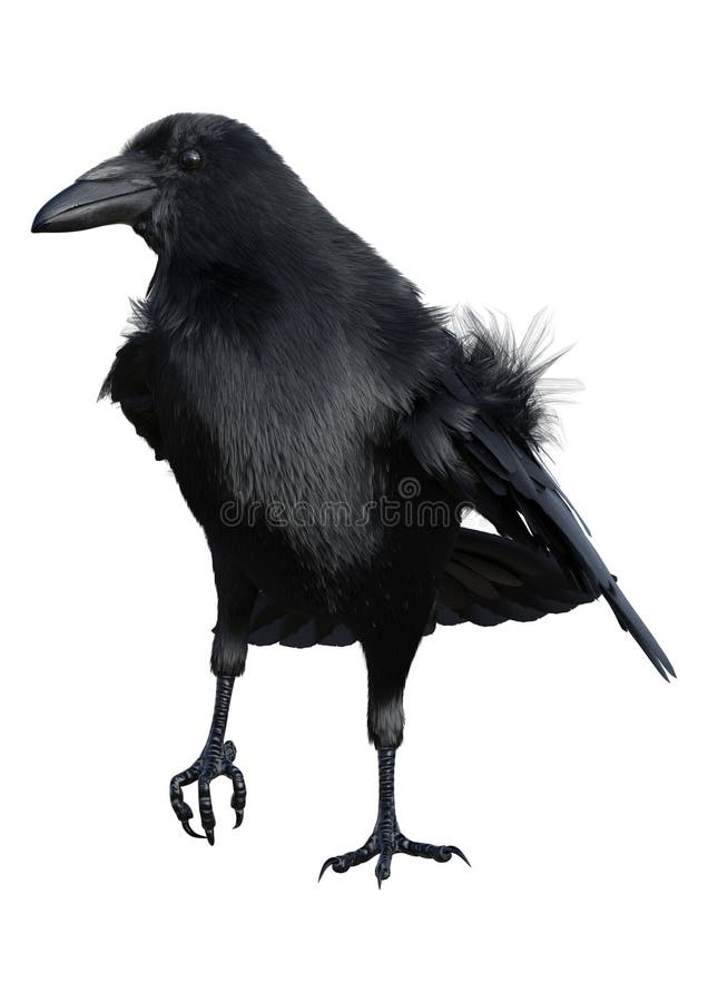 3D Rendering Black Crow on White Stock Illustration - Illustration of ...