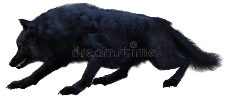 3D Rendering Black Wolf on White Stock Illustration - Illustration of ...