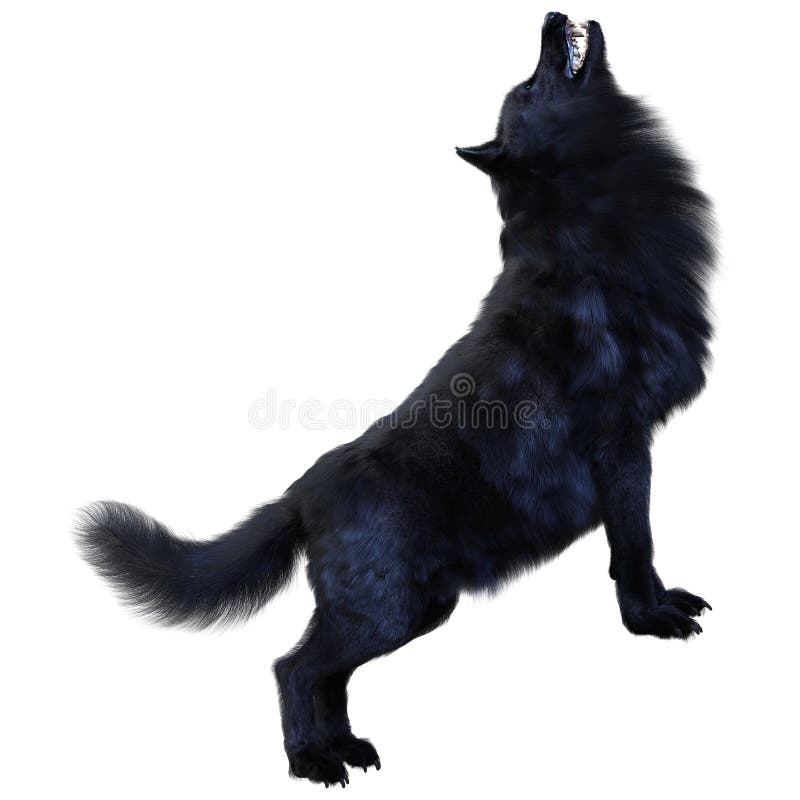 3D Rendering Black Wolf on White Stock Illustration - Illustration of ...
