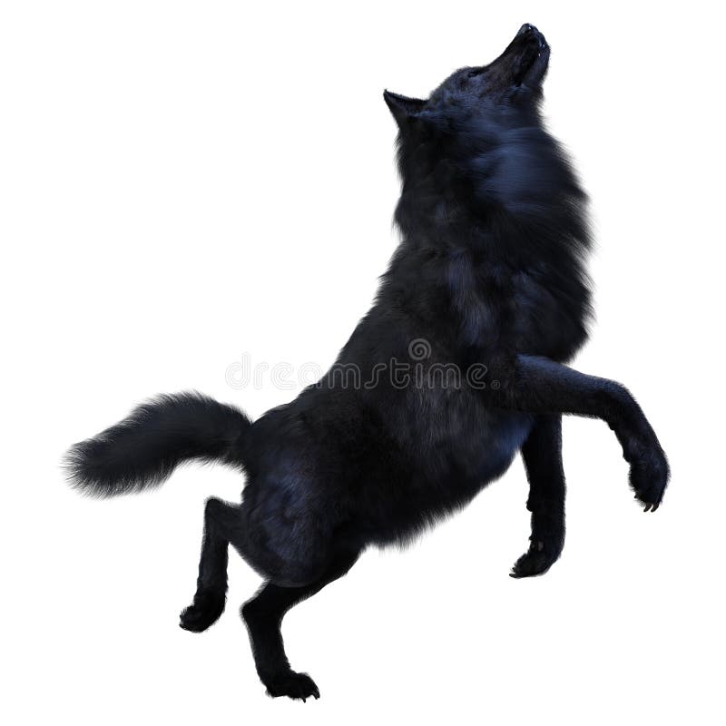 3D Rendering Black Wolf on White Stock Illustration - Illustration of ...