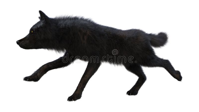 Black Wolf on White stock photo. Image of background - 68688854