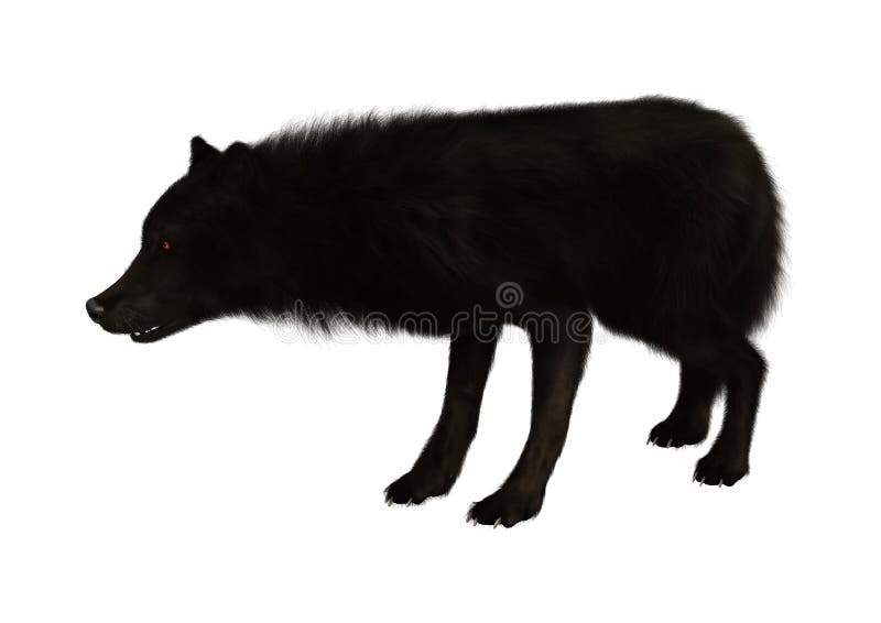 3D Rendering Black Wolf on White Stock Illustration - Illustration of ...