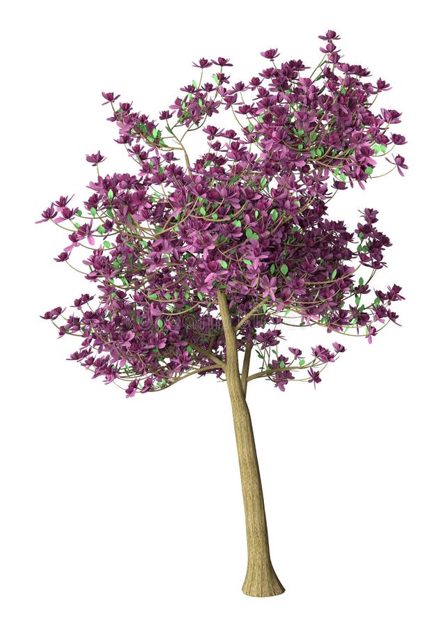 3D Rendering Magnolia Tree on White Stock Illustration - Illustration ...