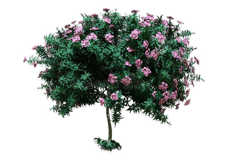 Nerium Oleander Stock Illustrations – 177 Nerium Oleander Stock ...