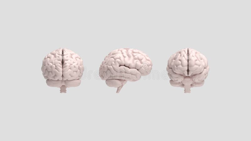 3D Rendering of a Brain, Intelligence , Thinking, Inside of the Head ...