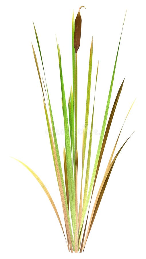3D Rendering Bulrush Plant on White Stock Illustration - Illustration ...