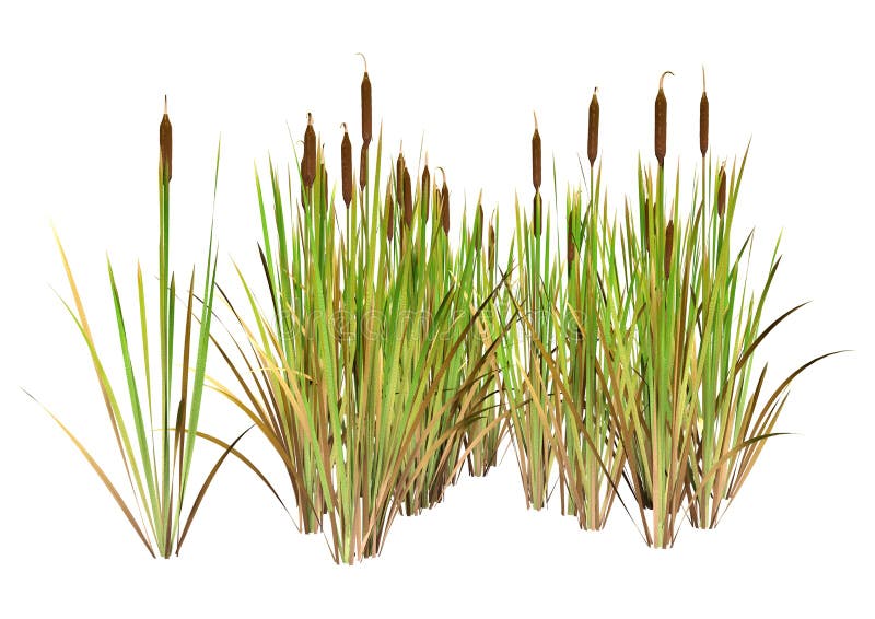 Bulrush Stock Illustrations – 2,164 Bulrush Stock Illustrations ...