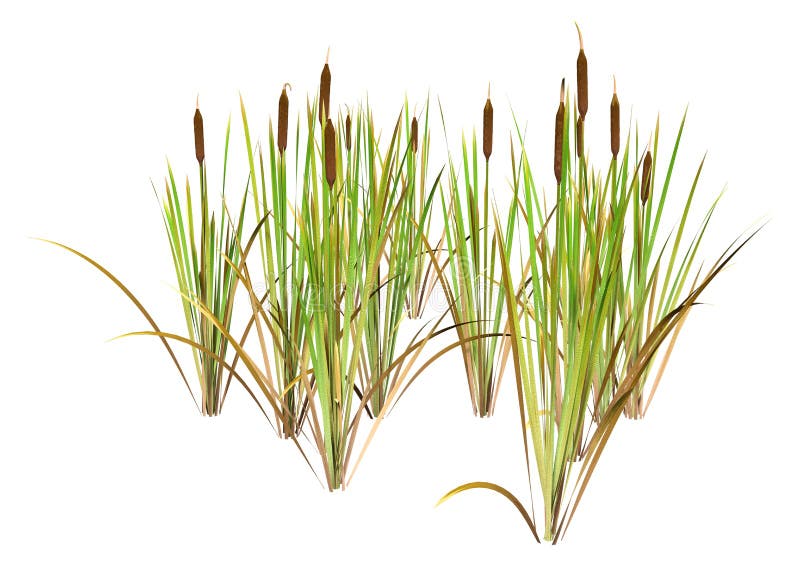 Rendering Bulrush Stock Illustrations – 325 Rendering Bulrush Stock ...