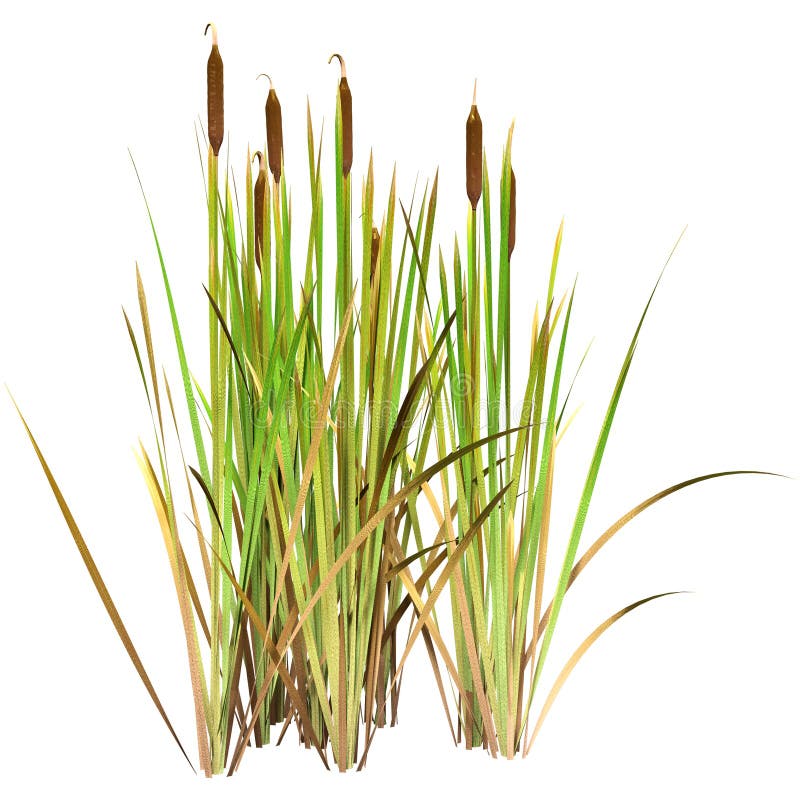 3D Rendering Bulrush Plants on White Stock Illustration - Illustration ...
