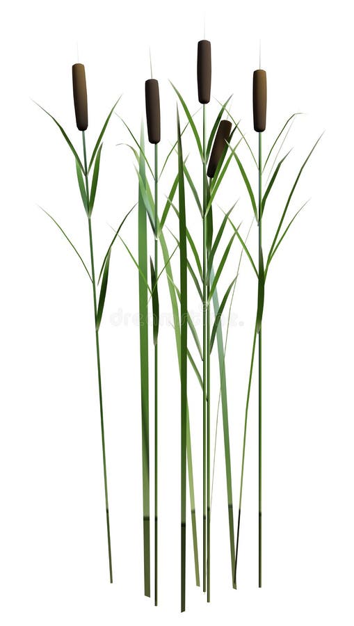 Bulrush Stock Illustrations – 1,780 Bulrush Stock Illustrations ...