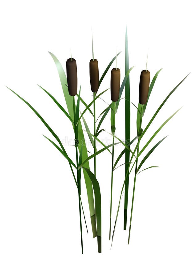 Bulrush Stock Illustrations – 1,780 Bulrush Stock Illustrations ...