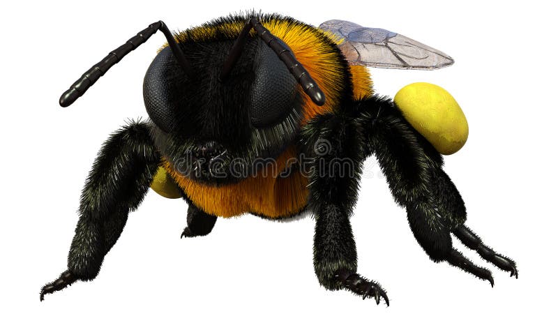3D Rendering Bumblebee on White Stock Illustration - Illustration of ...