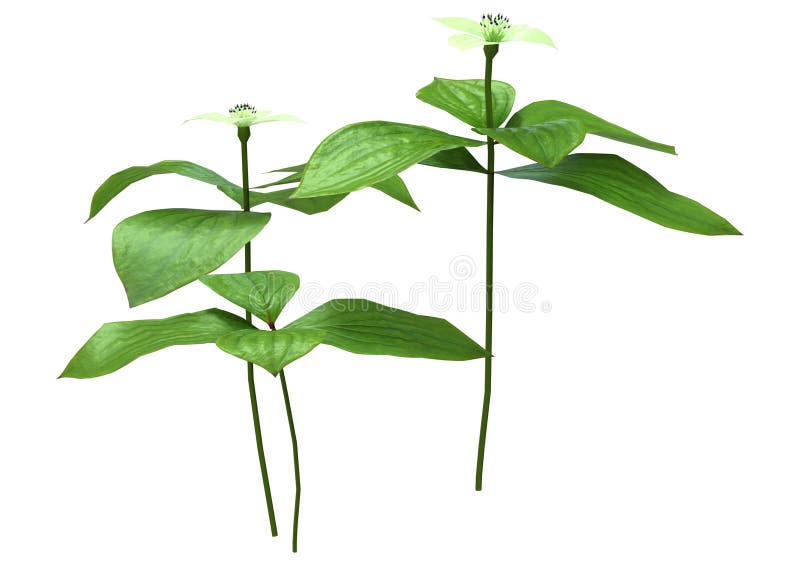 Bunchberry Flowers Stock Illustrations – 5 Bunchberry Flowers Stock ...