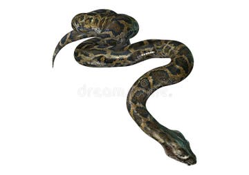 Burmese Python Stock Illustrations – 262 Burmese Python Stock ...