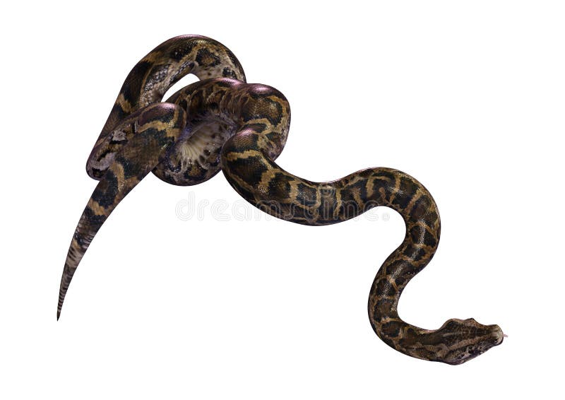 Burmese Python Stock Illustrations – 200 Burmese Python Stock ...