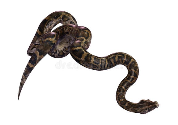 3D Rendering Burmese Python on White Stock Illustration - Illustration ...