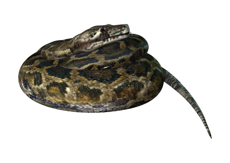 3D Rendering Burmese Python on White Stock Illustration - Illustration ...
