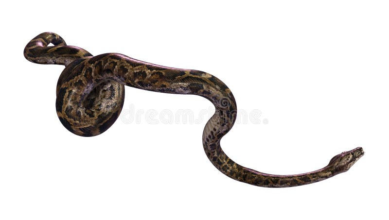 3D Rendering Burmese Python on White Stock Image - Image of reptile ...