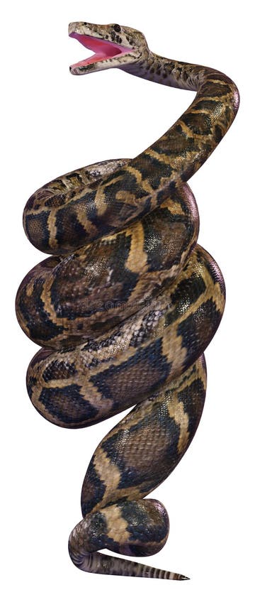 Burmese Python Stock Illustrations – 318 Burmese Python Stock ...