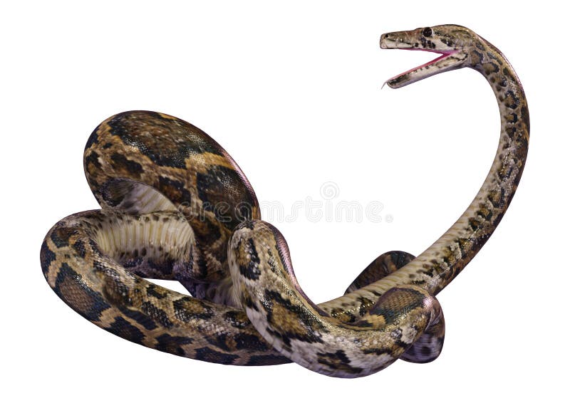 Burmese Python Stock Illustrations – 200 Burmese Python Stock ...