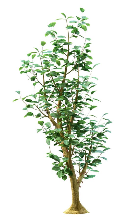 3d Rendering Cocoa Tree White Background Stock Illustrations 15 3d Rendering Cocoa Tree White
