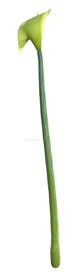 3D Rendering Calla Lily on White Stock Illustration - Illustration of ...