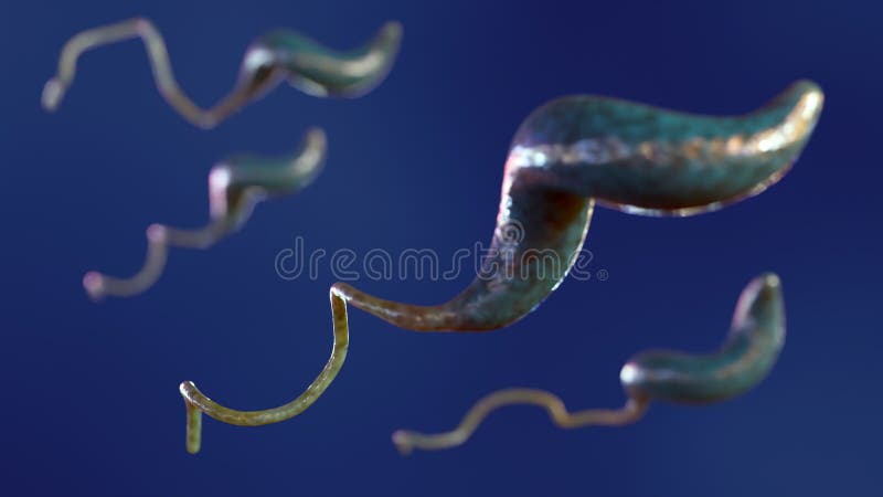 Campylobacter Bacteria Swimming Inside the Intestinal Lumen Stock ...
