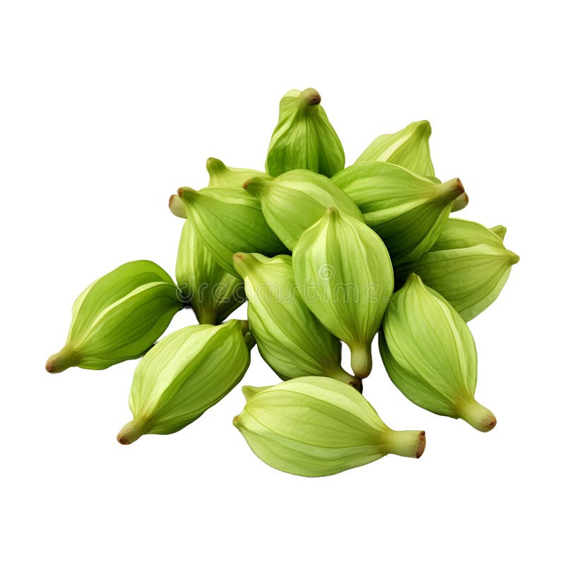 3D Rendering of a Cardamom on Transparent Background - Ai Generated ...