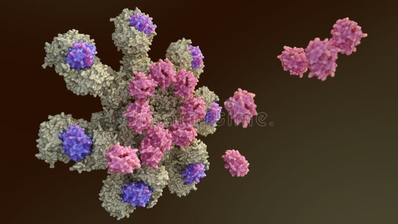 Prcess of Caspase-9 is Activated on the Apoptosome Complex Stock ...