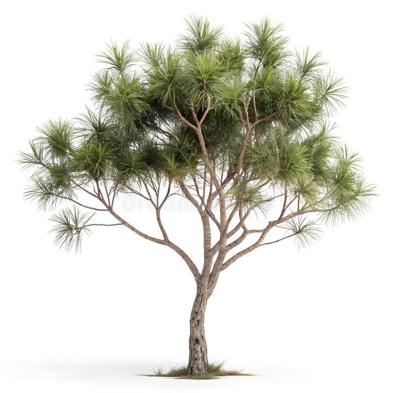 Plant Casuarina Tree Stock Illustrations – 72 Plant Casuarina Tree ...