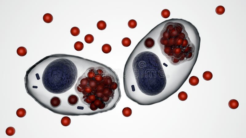 3d Rendering of Chlamydia Trachomatis Inside of Host Cells Stock ...