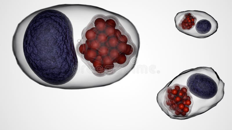 3d Rendering of Chlamydia Trachomatis Inside of Host Cells Stock ...